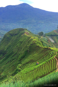 MAJALENGKA REGENCY - Biznet Networks